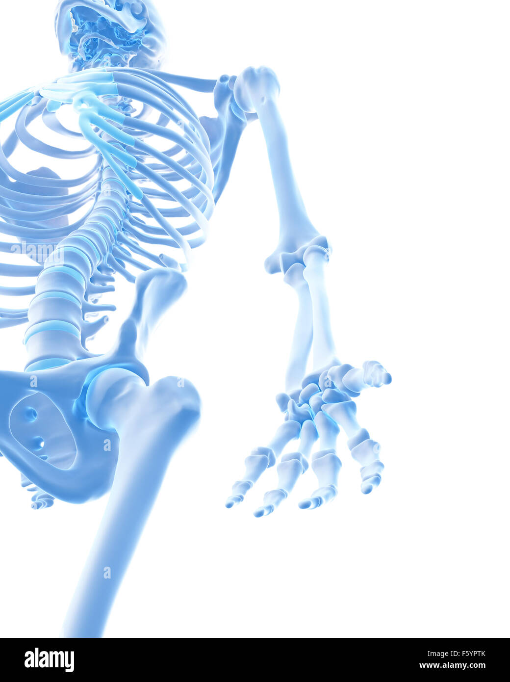 medically accurate illustration of the hand bones Stock Photo - Alamy