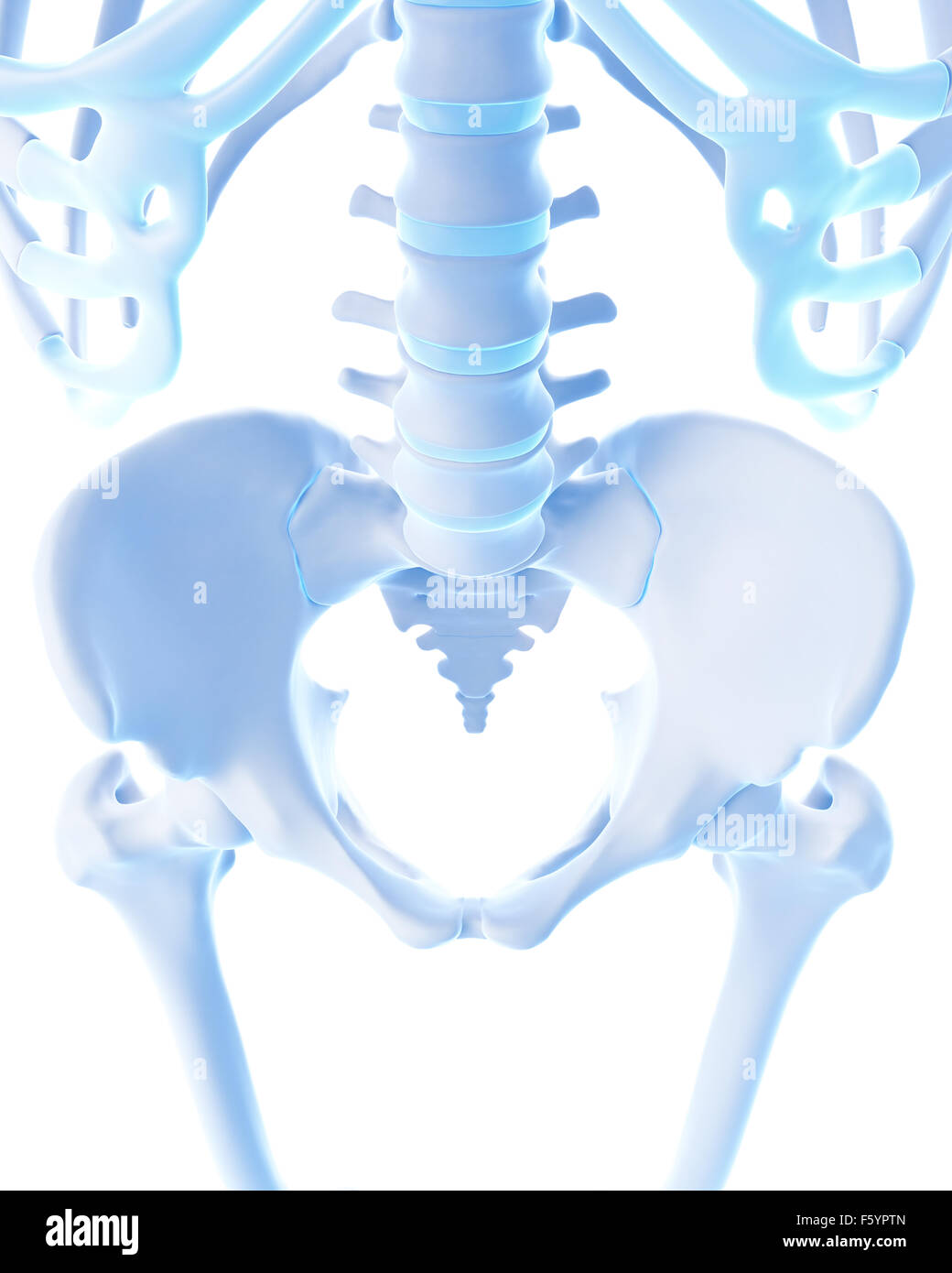 medically accurate illustration of sacrum bone Stock Photo - Alamy