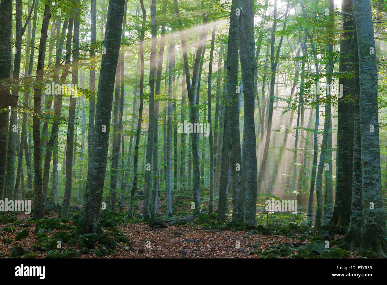 Dark forest sun rays hi-res stock photography and images - Alamy