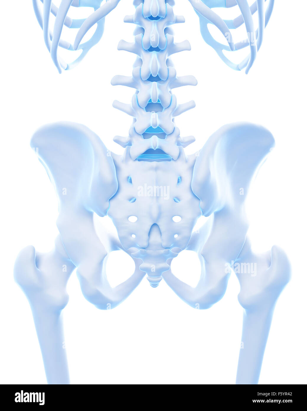 medically accurate illustration of the sacrum Stock Photo - Alamy