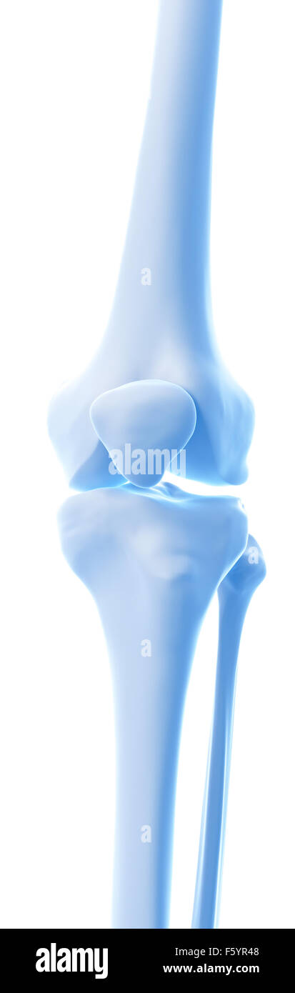 medically accurate illustration of the skeletal knee Stock Photo - Alamy