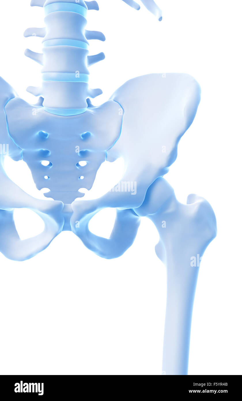 Frontal bone hi-res stock photography and images - Alamy