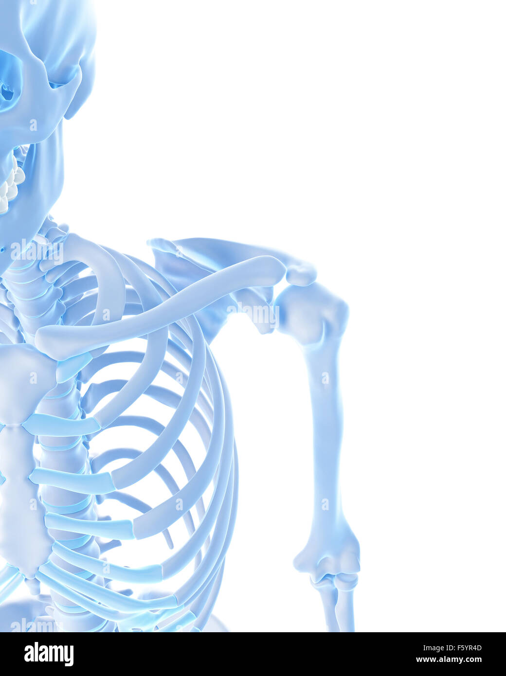 medically accurate illustration of shoulder joint Stock Photo - Alamy