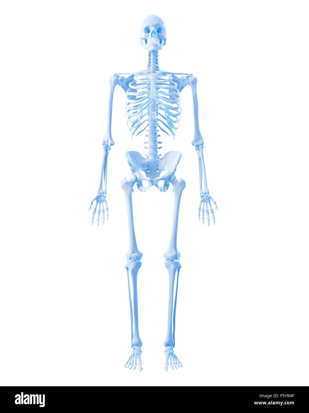 Human anatomy full body skeletal hi-res stock photography and images ...