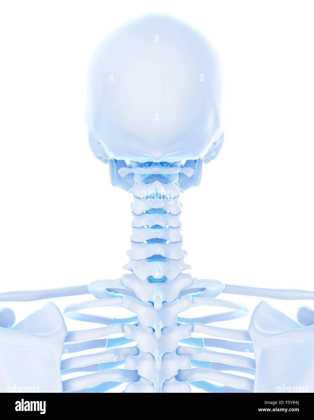 Neck cervical vertebrae hi-res stock photography and images - Alamy