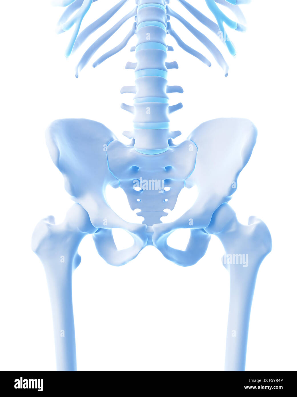 medically accurate illustration of the skeletal hip Stock Photo - Alamy