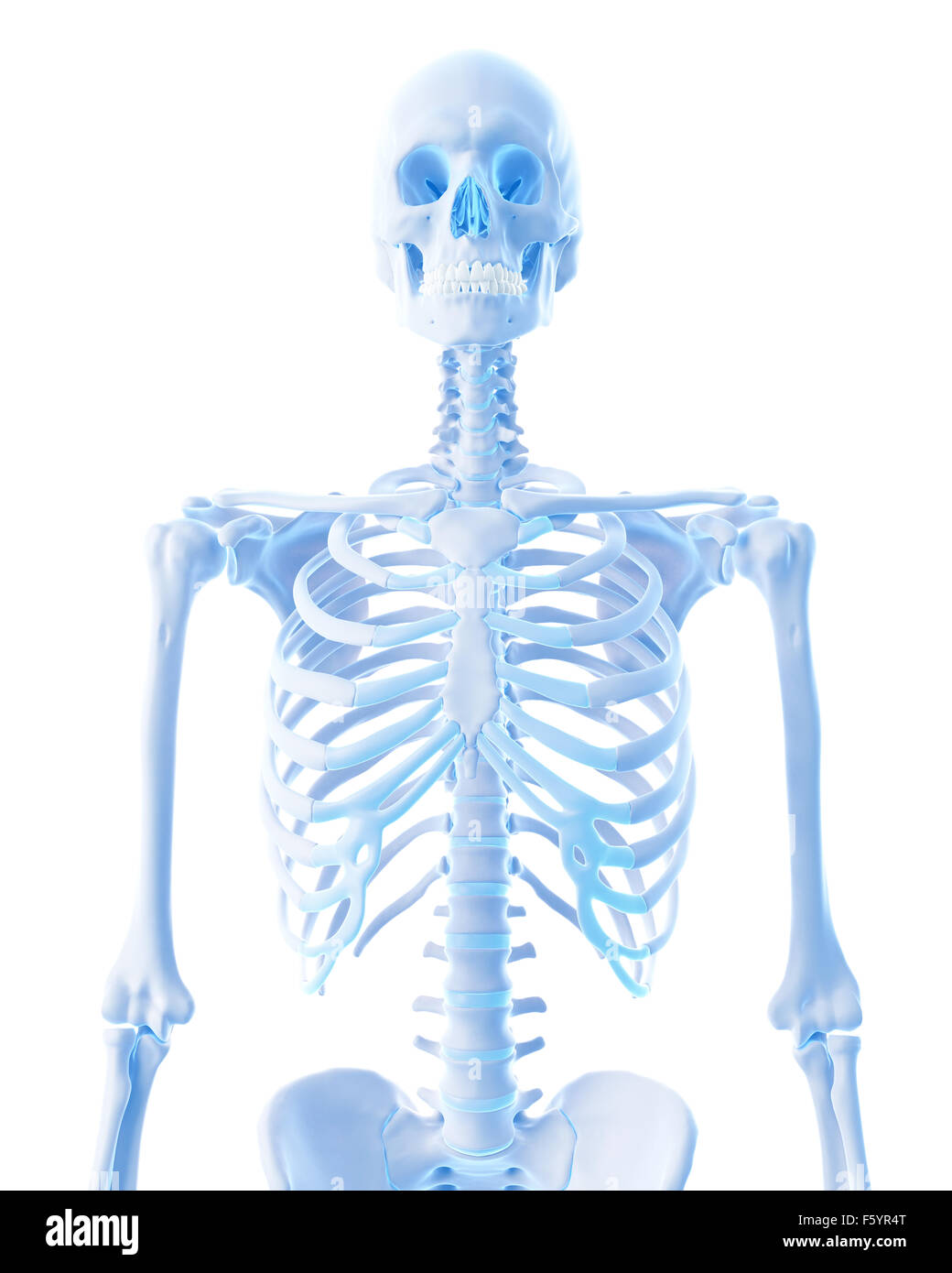 medically accurate illustration of the thorax Stock Photo - Alamy