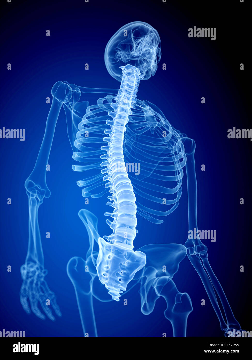 medically accurate illustration of the spine Stock Photo - Alamy