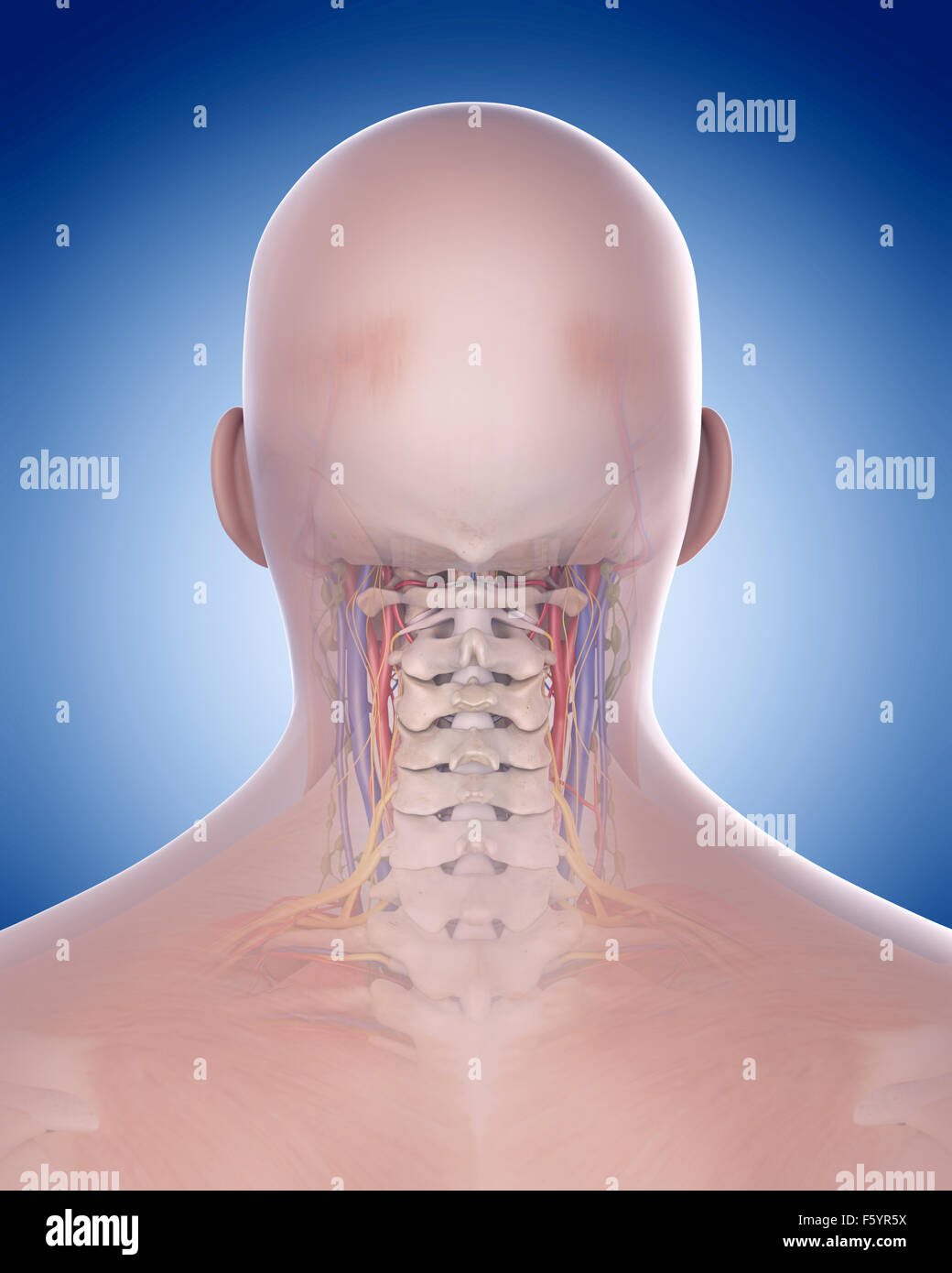 medically accurate illustration of the neck anatomy Stock Photo - Alamy