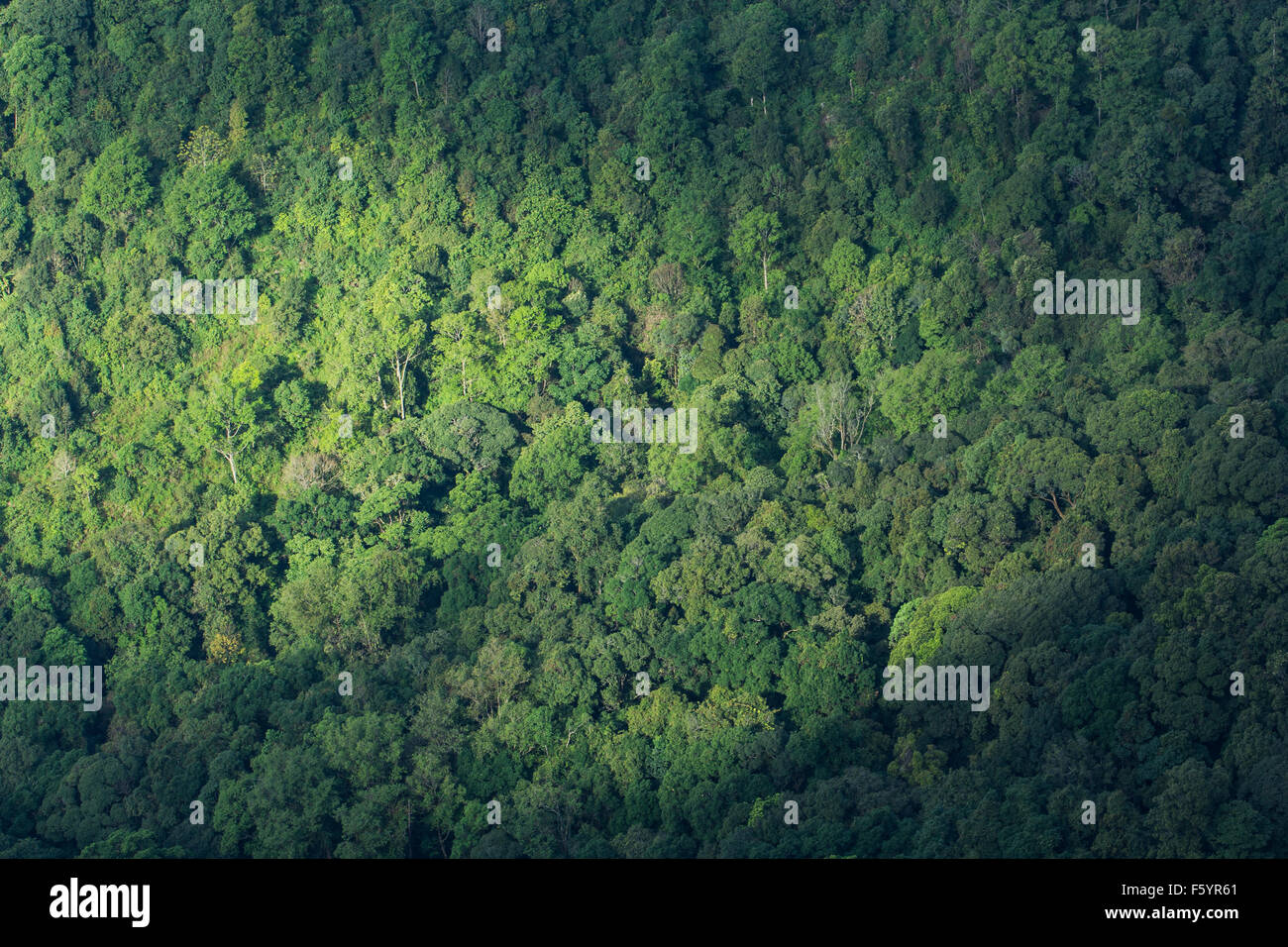 high view of green forest tree background Stock Photo - Alamy