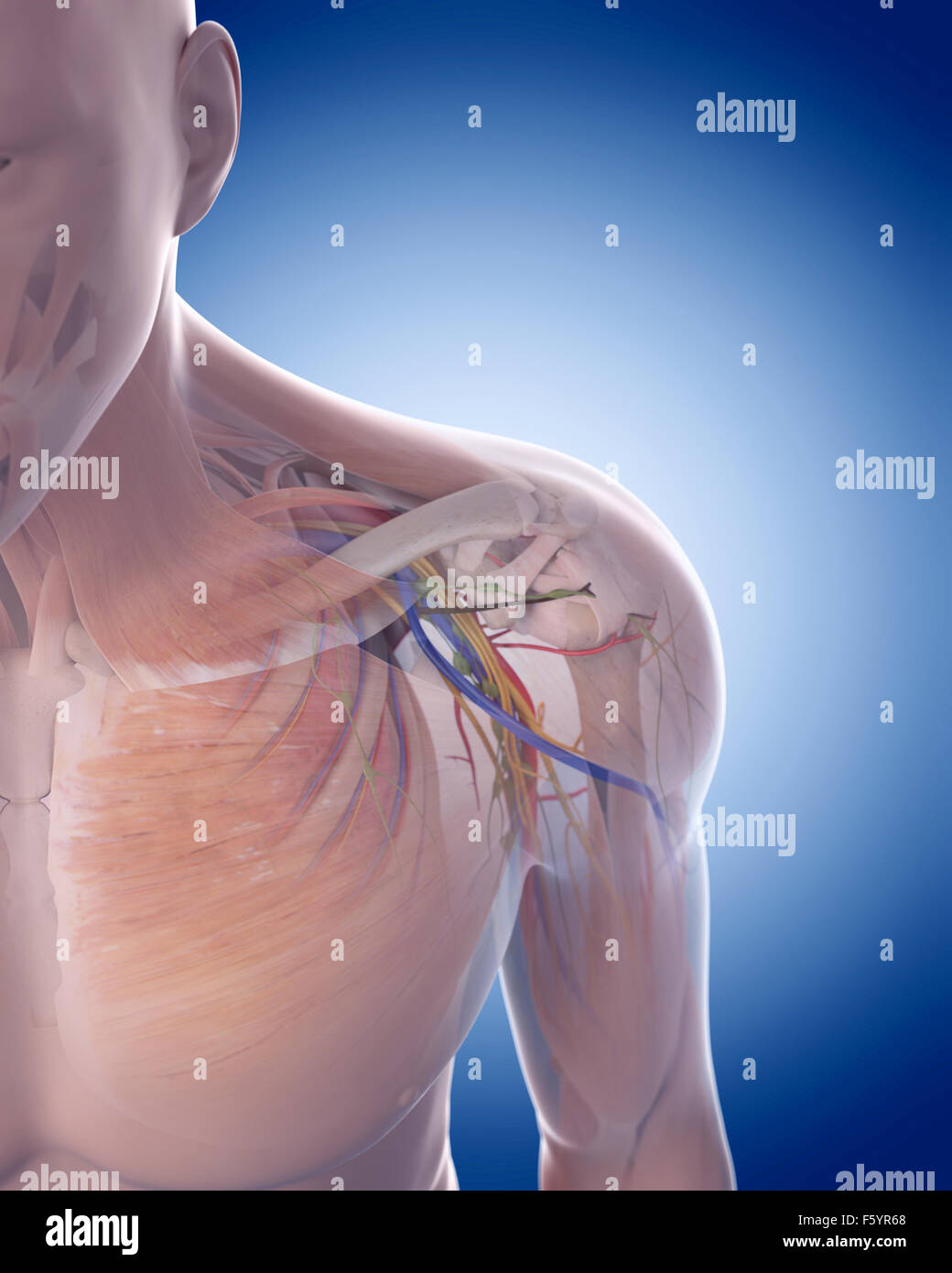 medically accurate illustration of the shoulder anatomy Stock Photo - Alamy