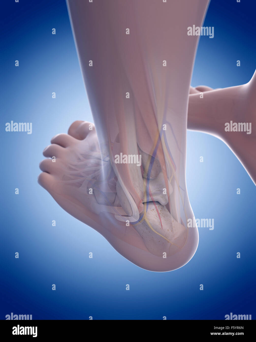 medically accurate illustration of the posterior foot anatomy Stock ...