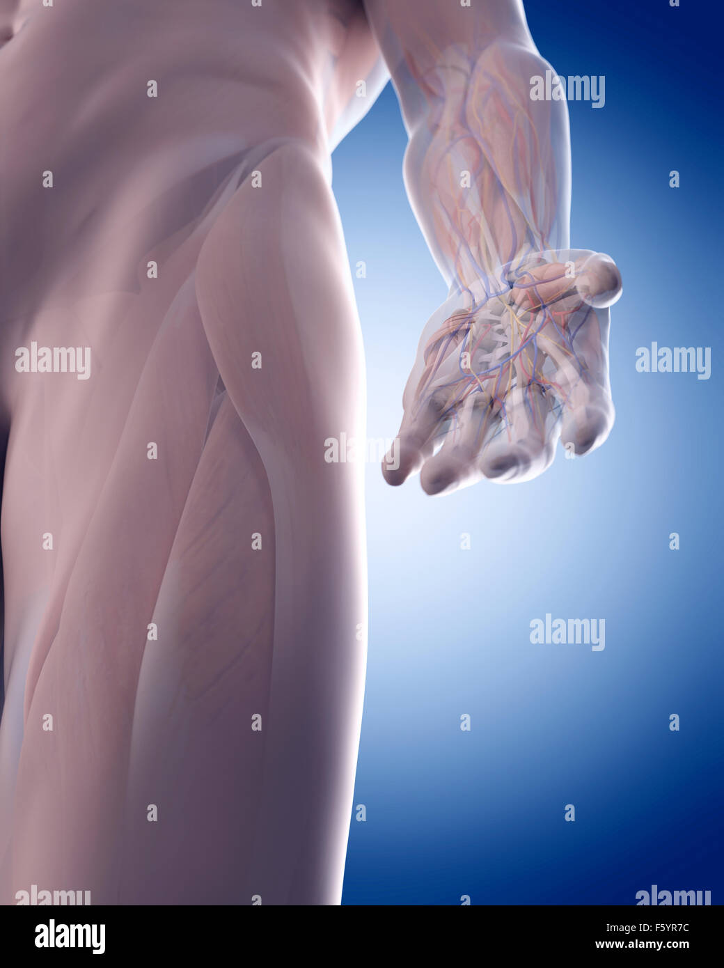 Hand anatomy hi-res stock photography and images - Alamy