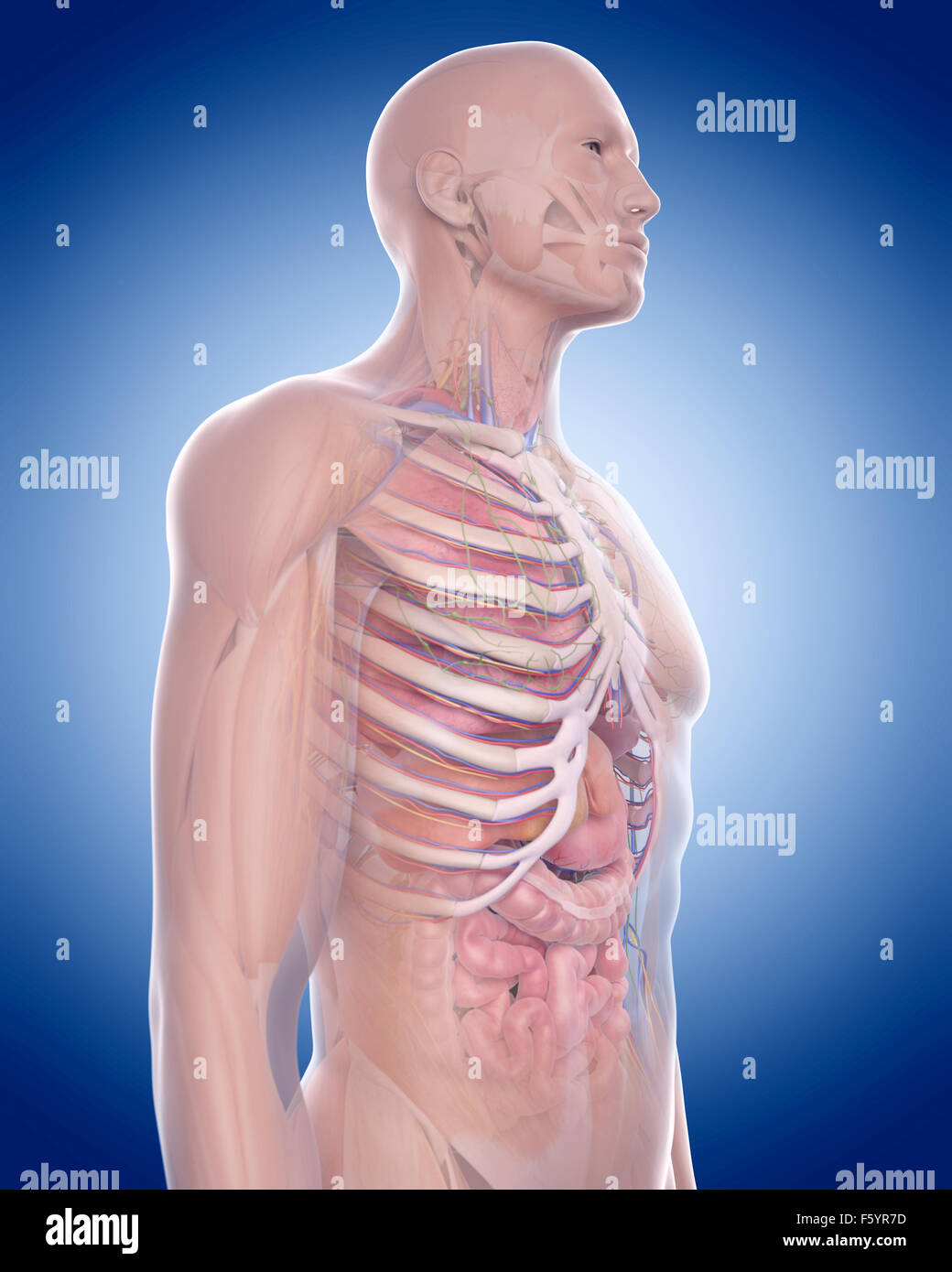 Large intestine ribs hi-res stock photography and images - Alamy