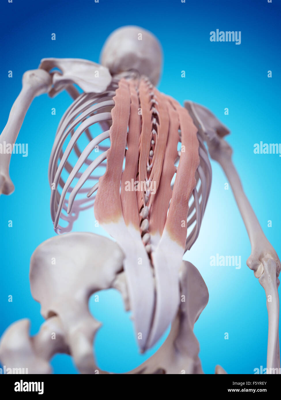 Back muscles anatomy hi-res stock photography and images - Alamy