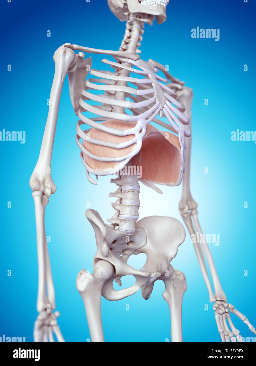 Human diaphragm hi-res stock photography and images - Alamy