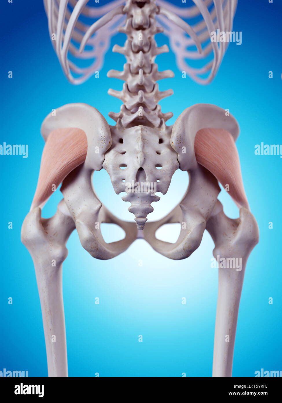 Gluteus minimus muscle hi-res stock photography and images - Alamy