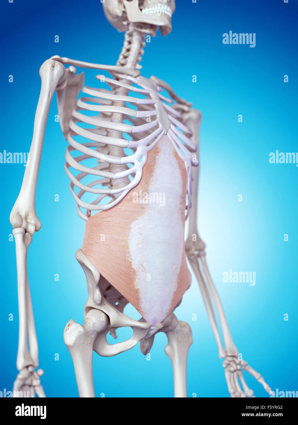 Transversus abdominis muscle hi-res stock photography and images - Alamy