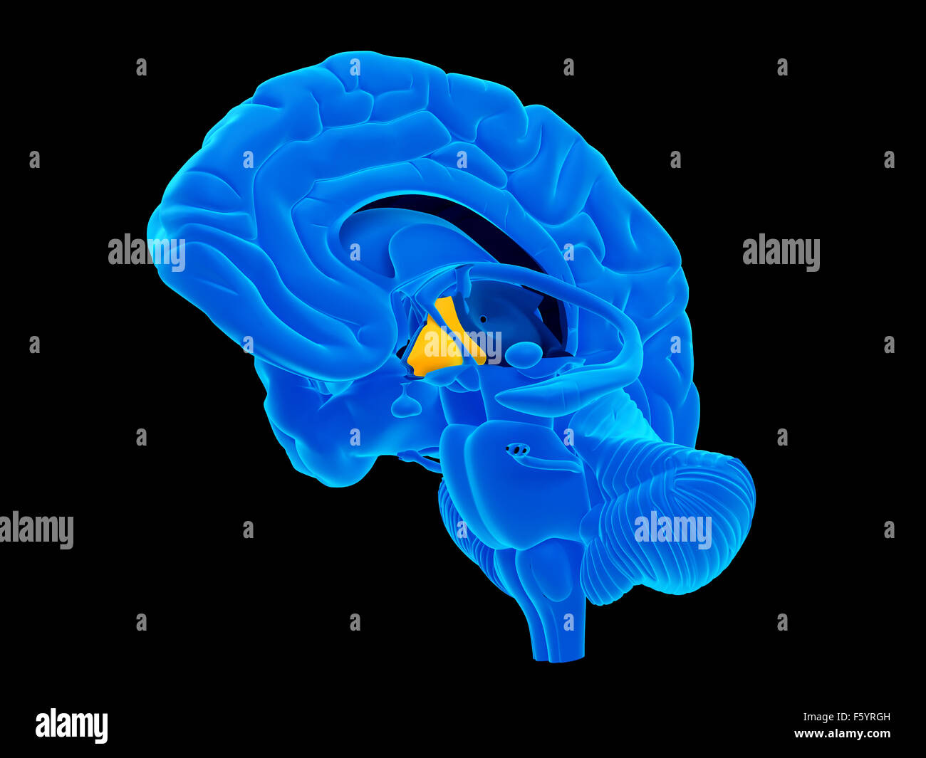 Hypothalamus High Resolution Stock Photography and Images - Alamy