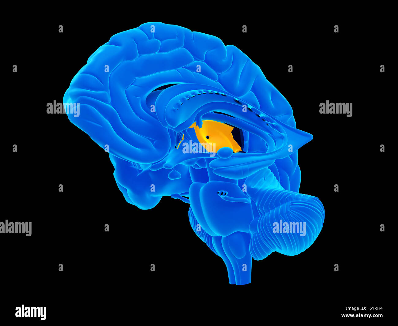 Thalamus High Resolution Stock Photography and Images - Alamy