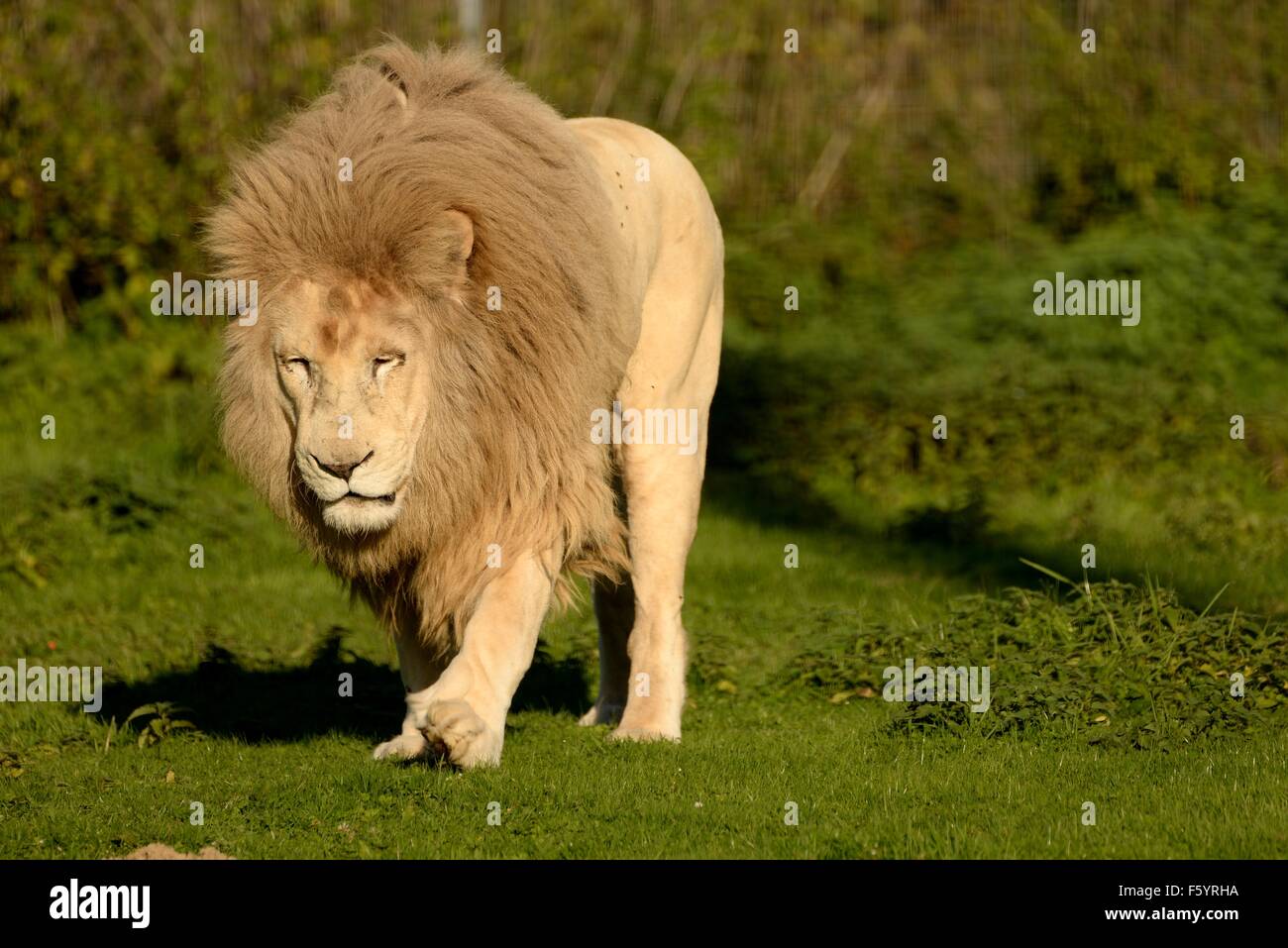 East african lion Stock Photo - Alamy