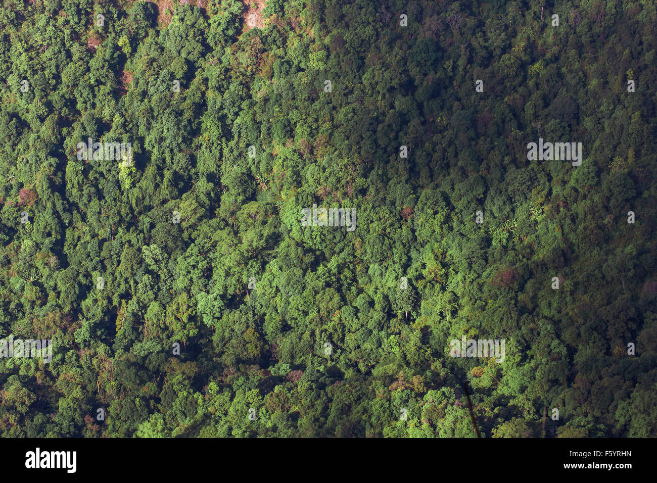 high view of green forest tree background Stock Photo - Alamy