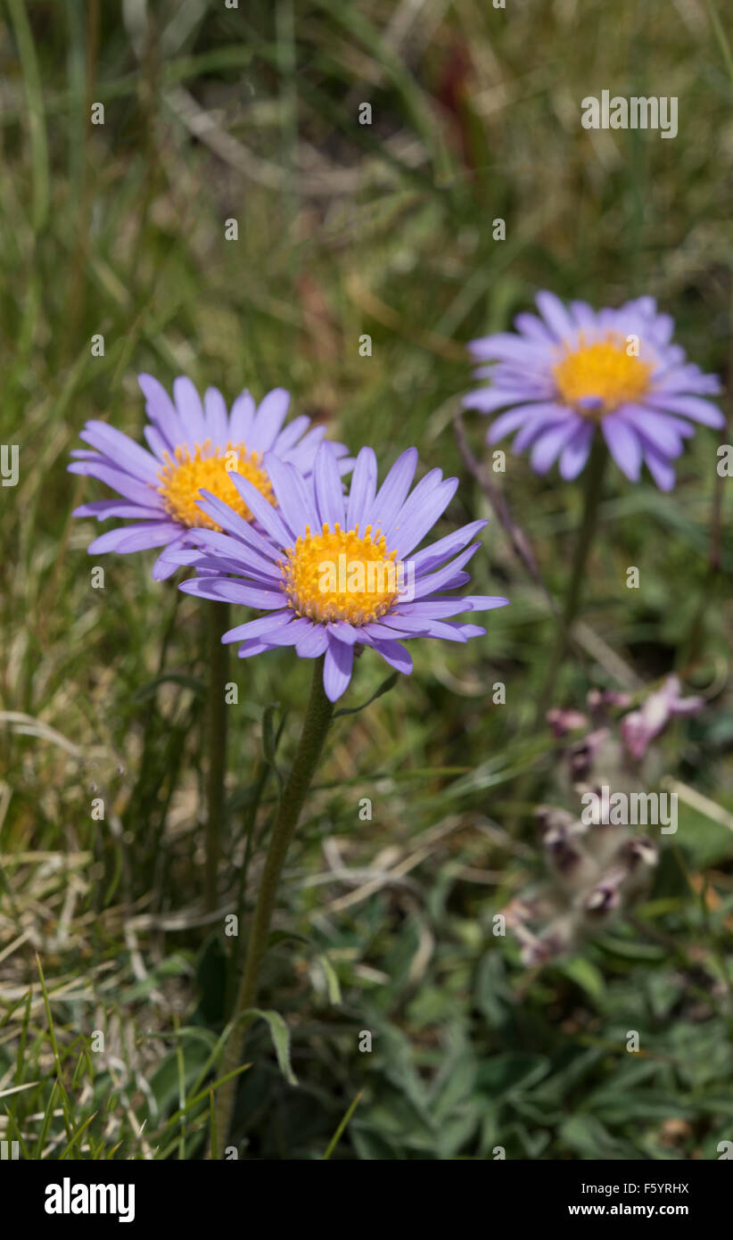 Alpine habitats hi-res stock photography and images - Alamy