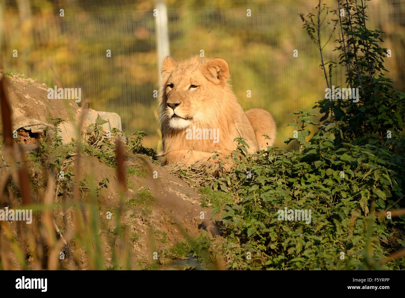 Young east african lion Stock Photo - Alamy