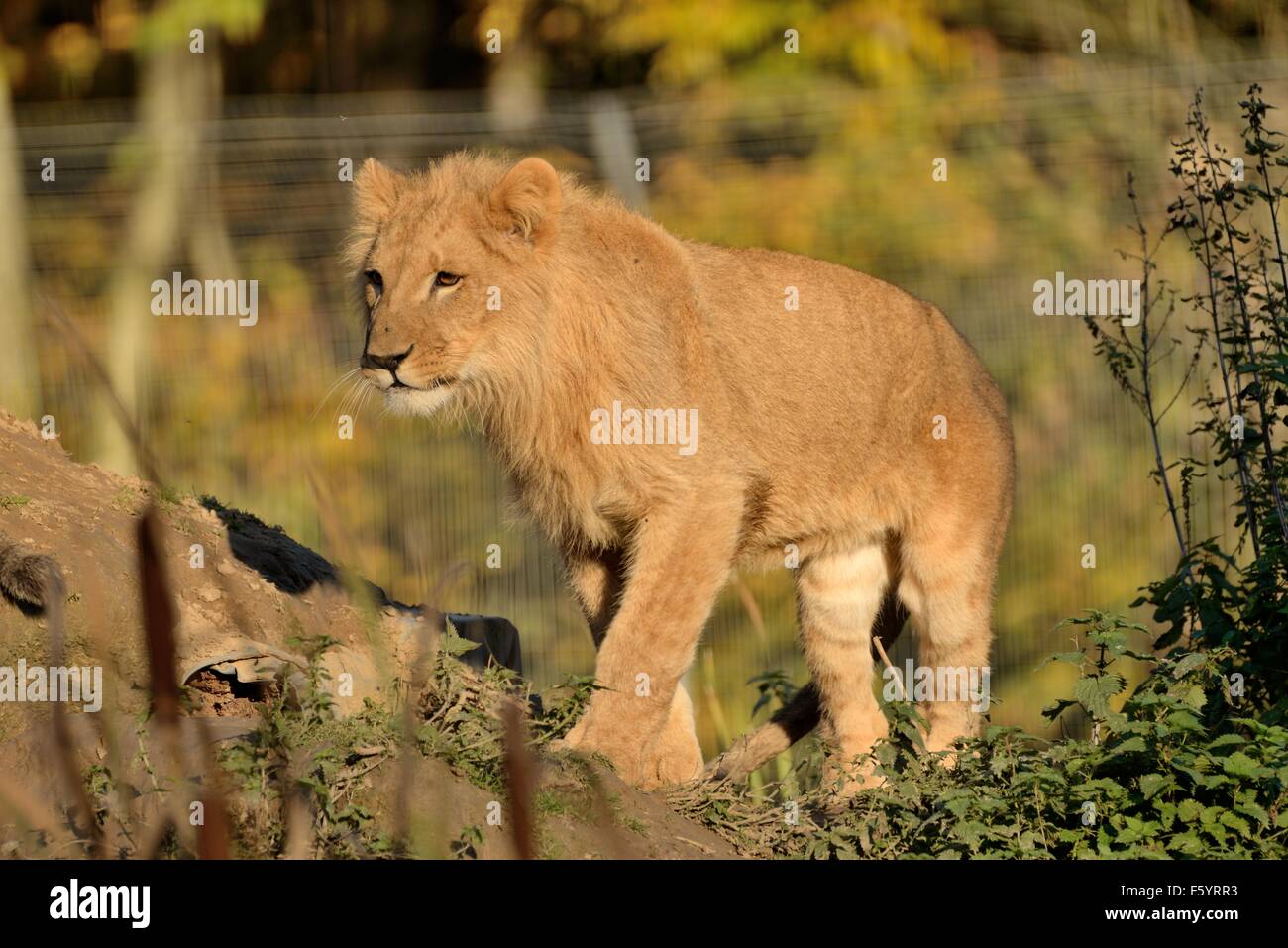 Young east african lion Stock Photo - Alamy