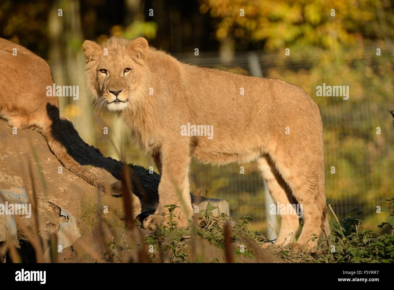 Young east african lion Stock Photo - Alamy