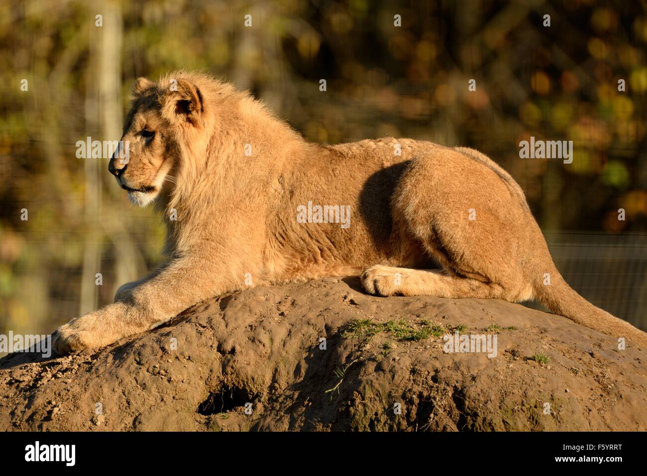 East african lion hi-res stock photography and images - Alamy