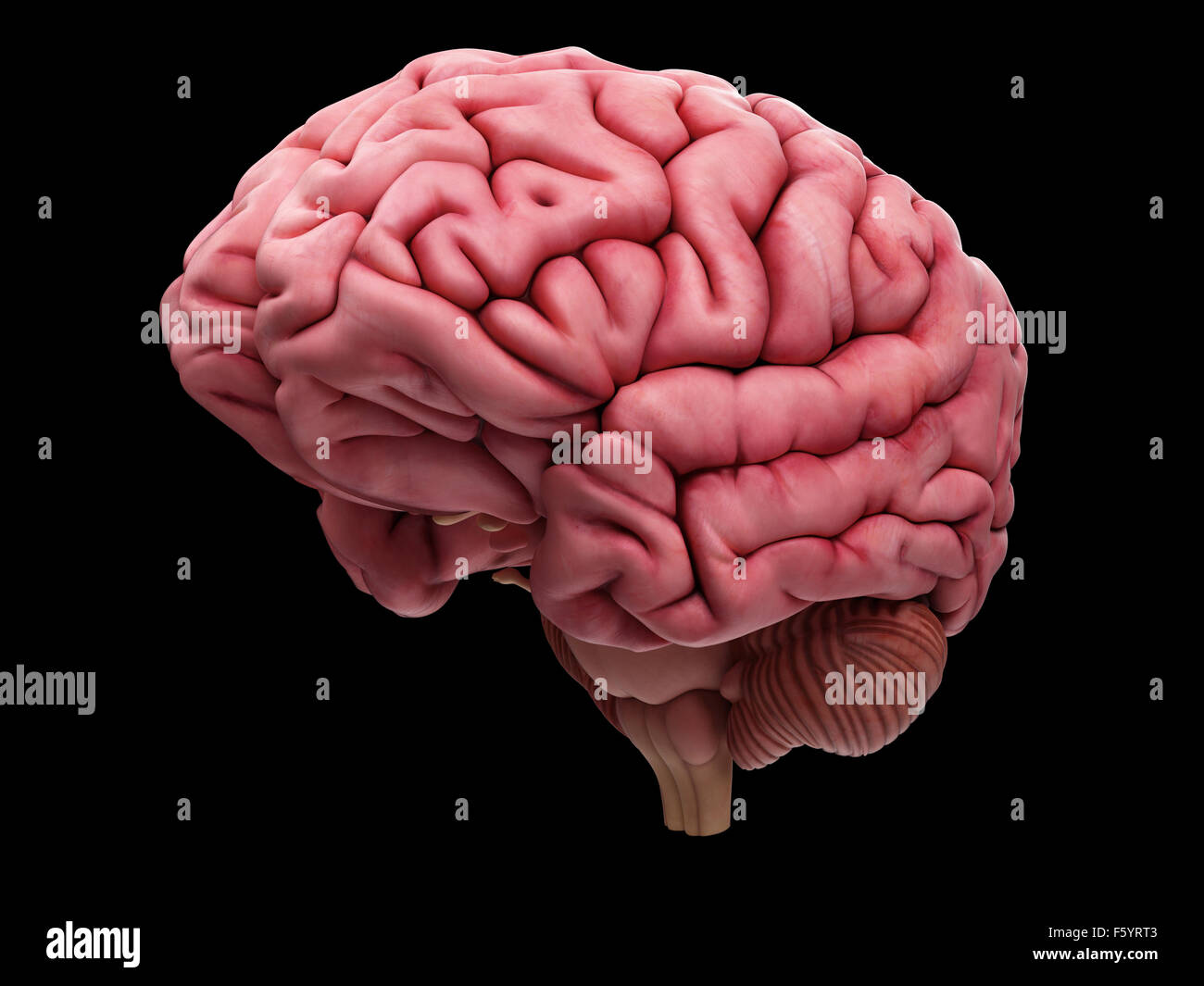 medically accurate illustration of the brain Stock Photo - Alamy