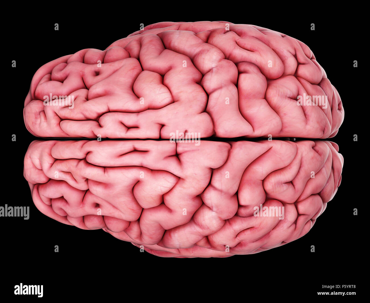medically accurate illustration of the brain Stock Photo - Alamy