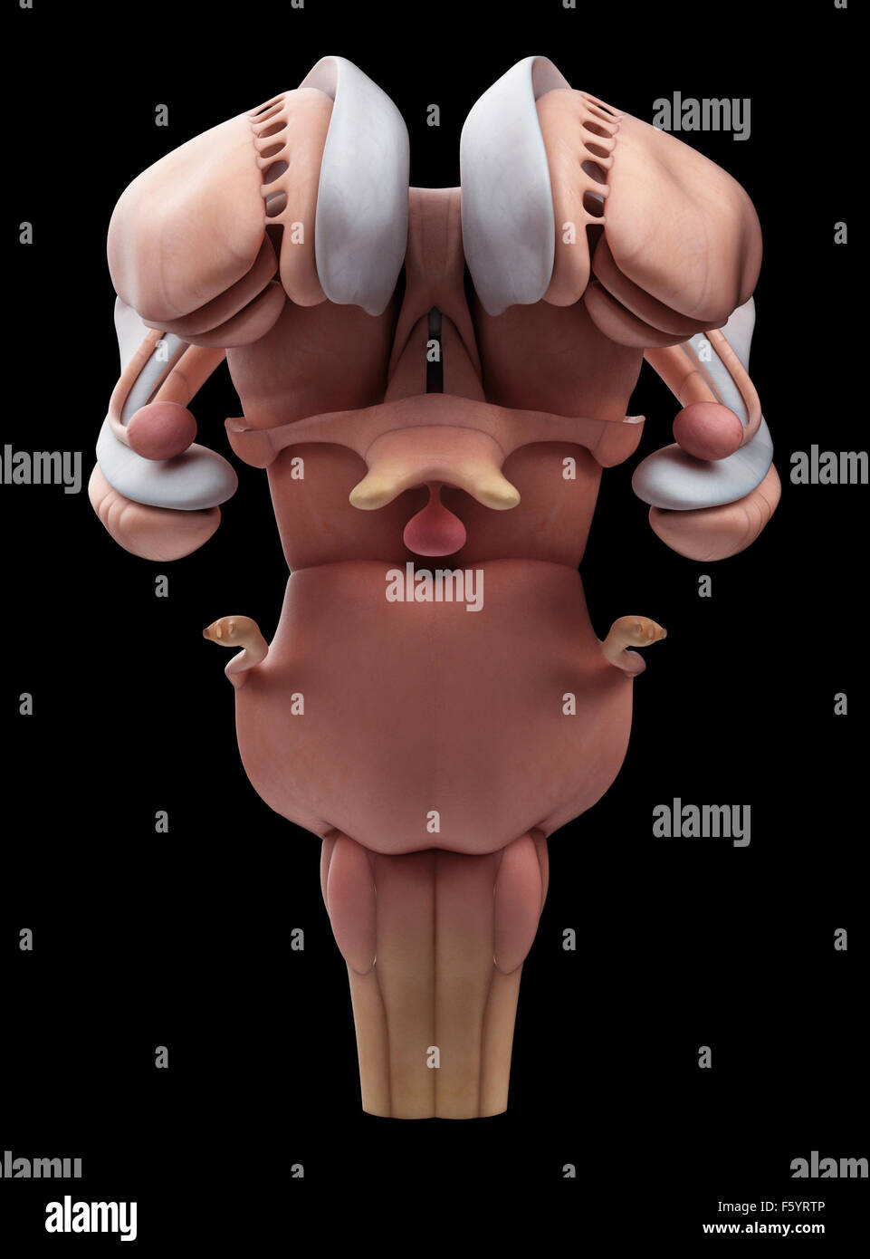medically accurate illustration of the internal brain anatomy Stock ...