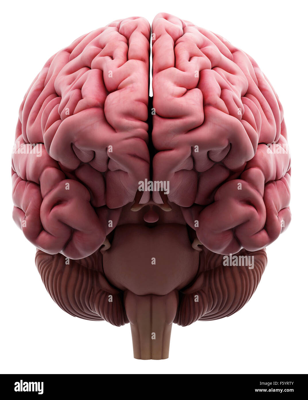 Anterior brain hi-res stock photography and images - Alamy