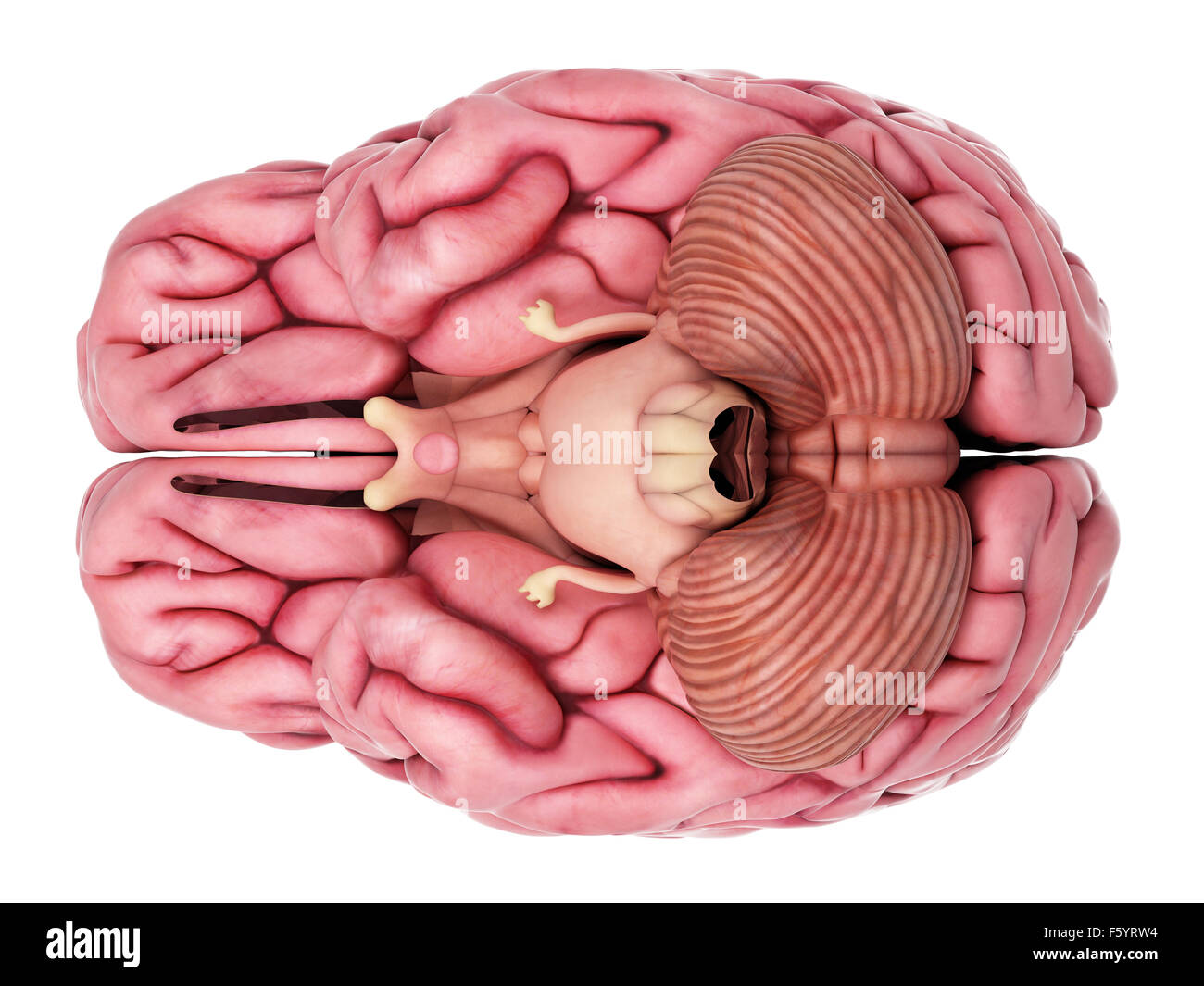 Brain brain Cut Out Stock Images & Pictures - Alamy