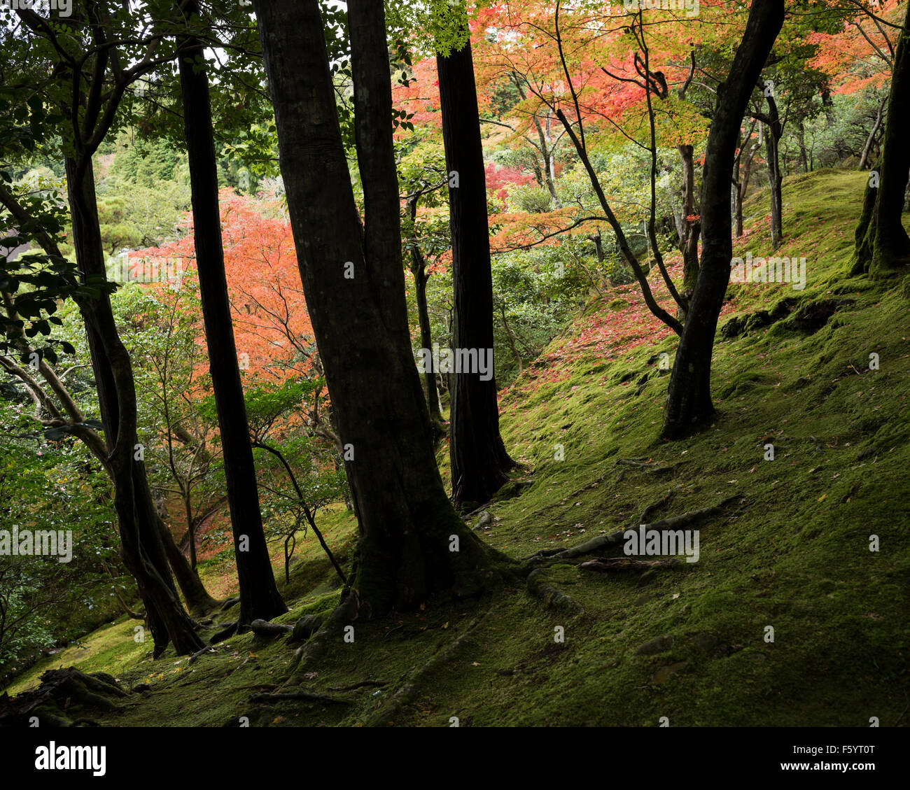 Japane garden hi-res stock photography and images - Alamy