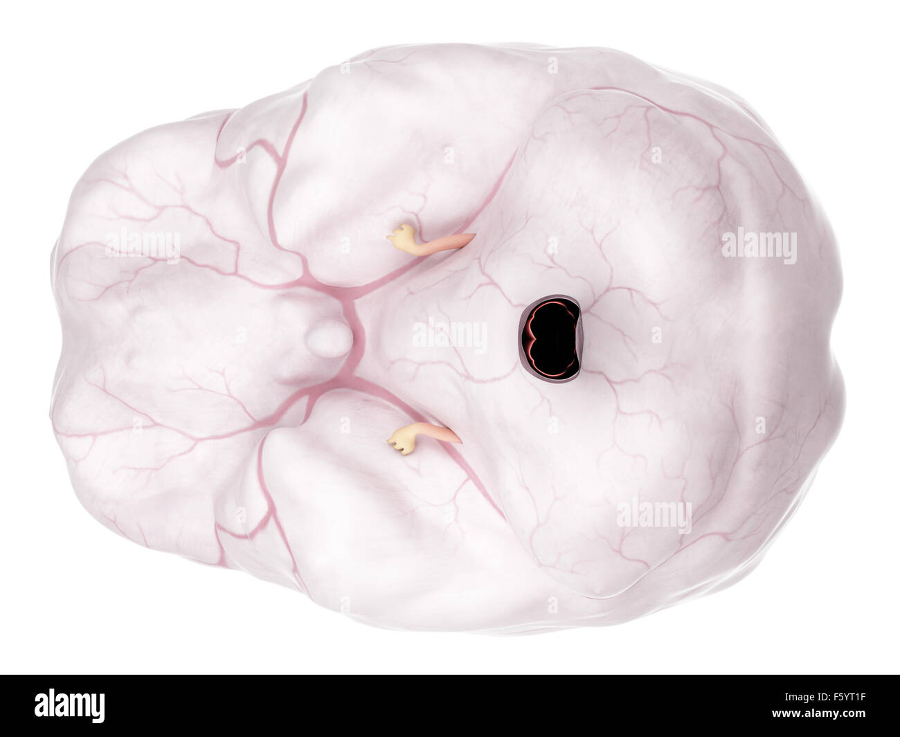 Dura mater of the brain Cut Out Stock Images & Pictures - Alamy