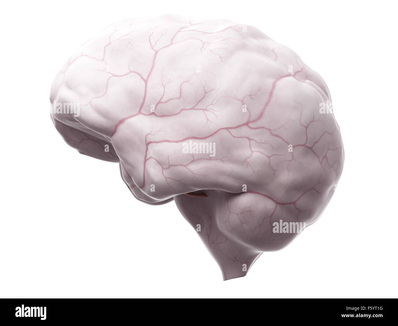 Dura mater hi-res stock photography and images - Alamy