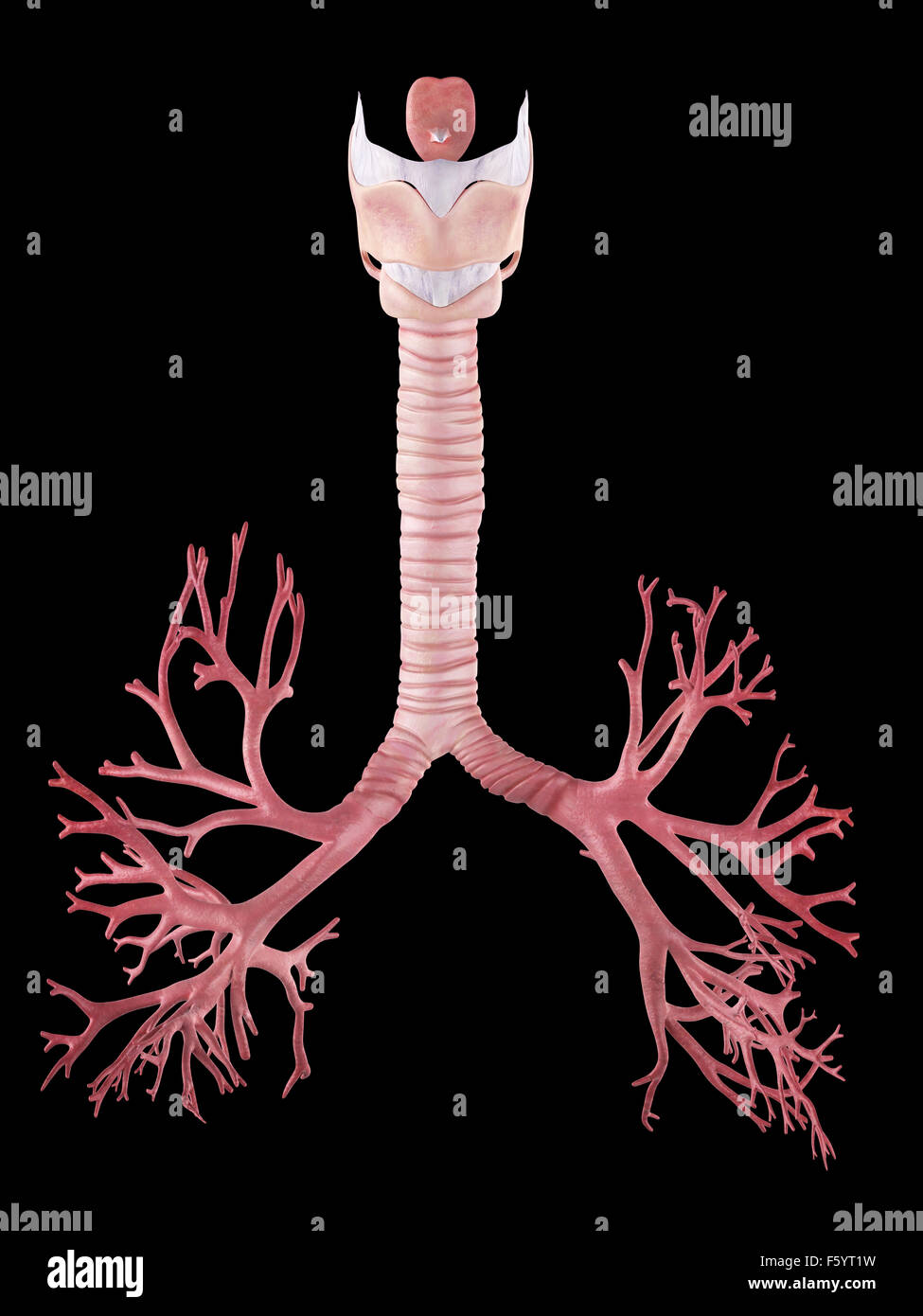 medically accurate illustration of the human bronchi Stock Photo - Alamy