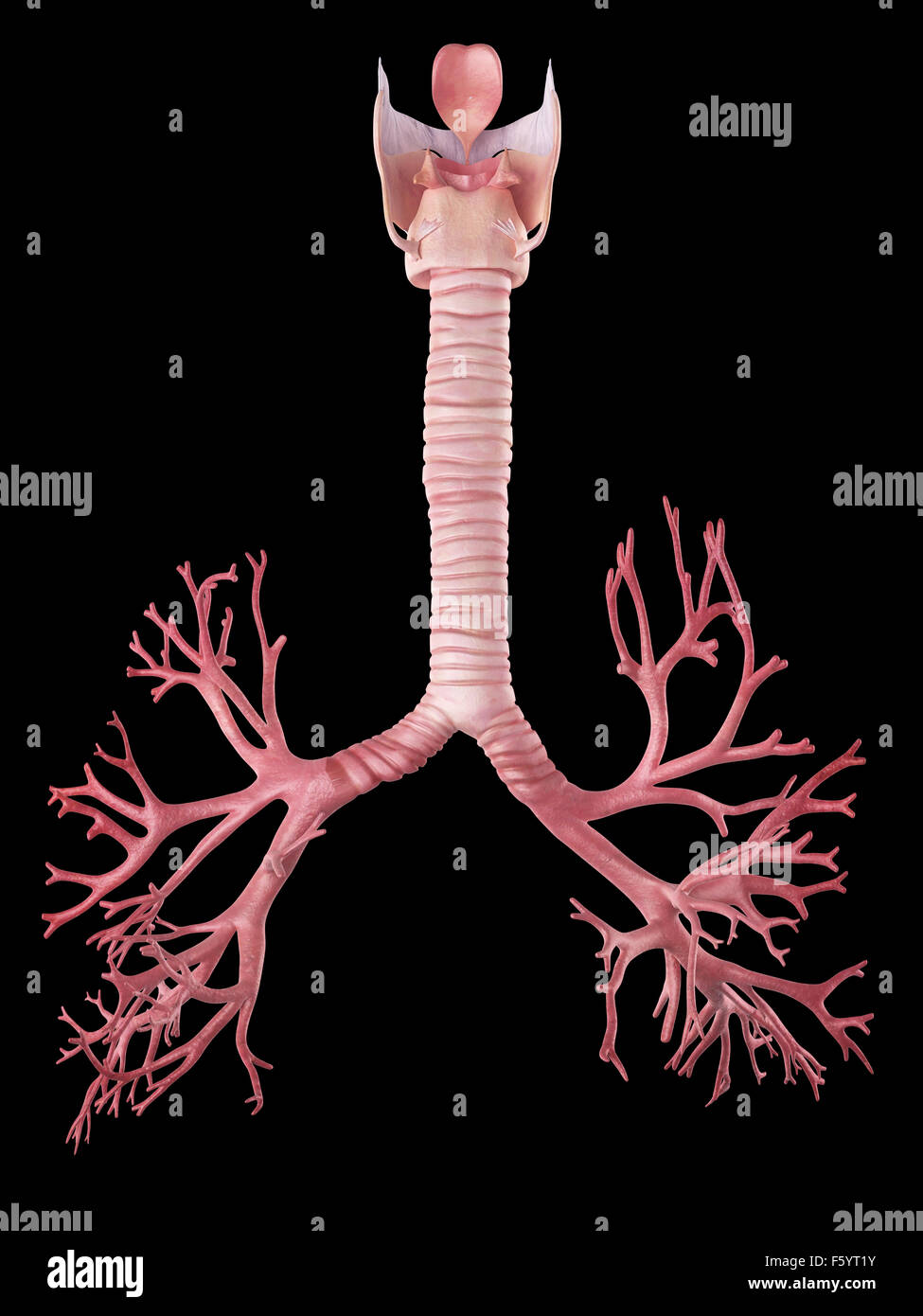 Larynx illustration hi-res stock photography and images - Alamy