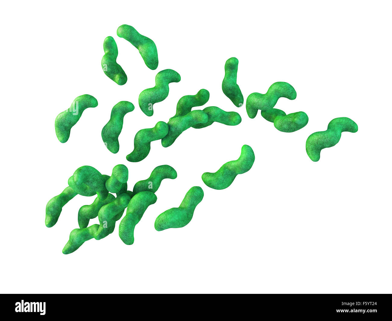 Campylobacter hi-res stock photography and images - Alamy