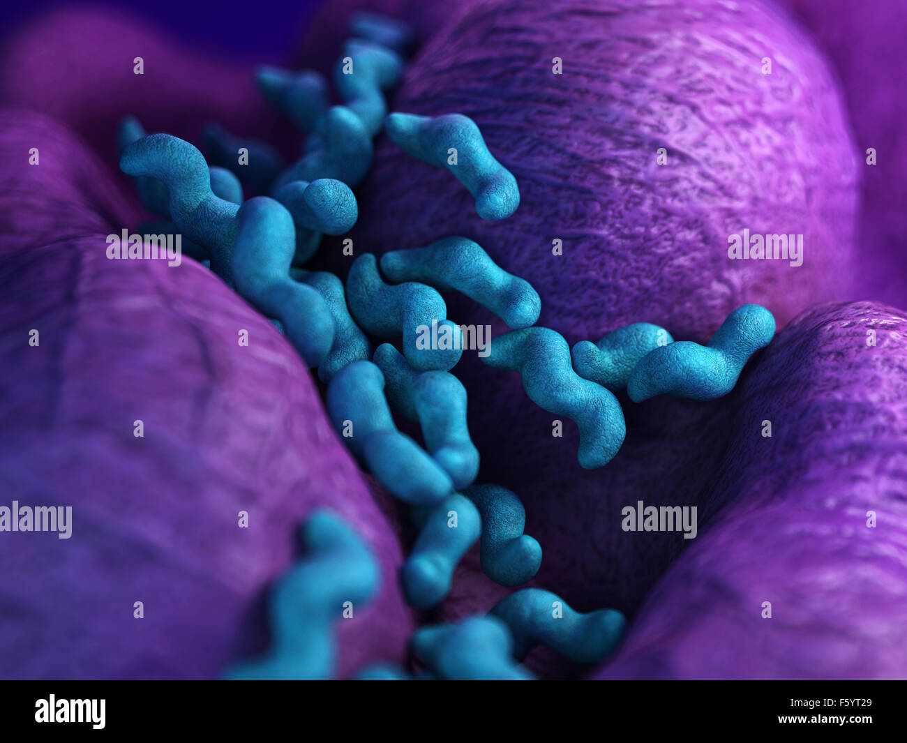 Campylobacter hi-res stock photography and images - Alamy