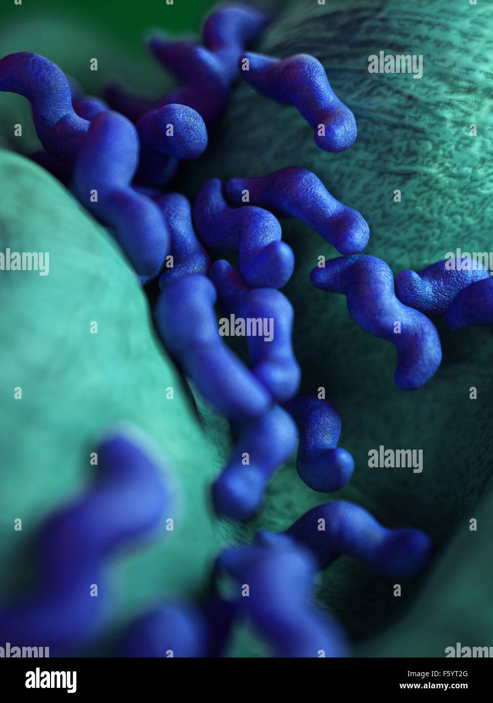 Campylobacter hi-res stock photography and images - Alamy