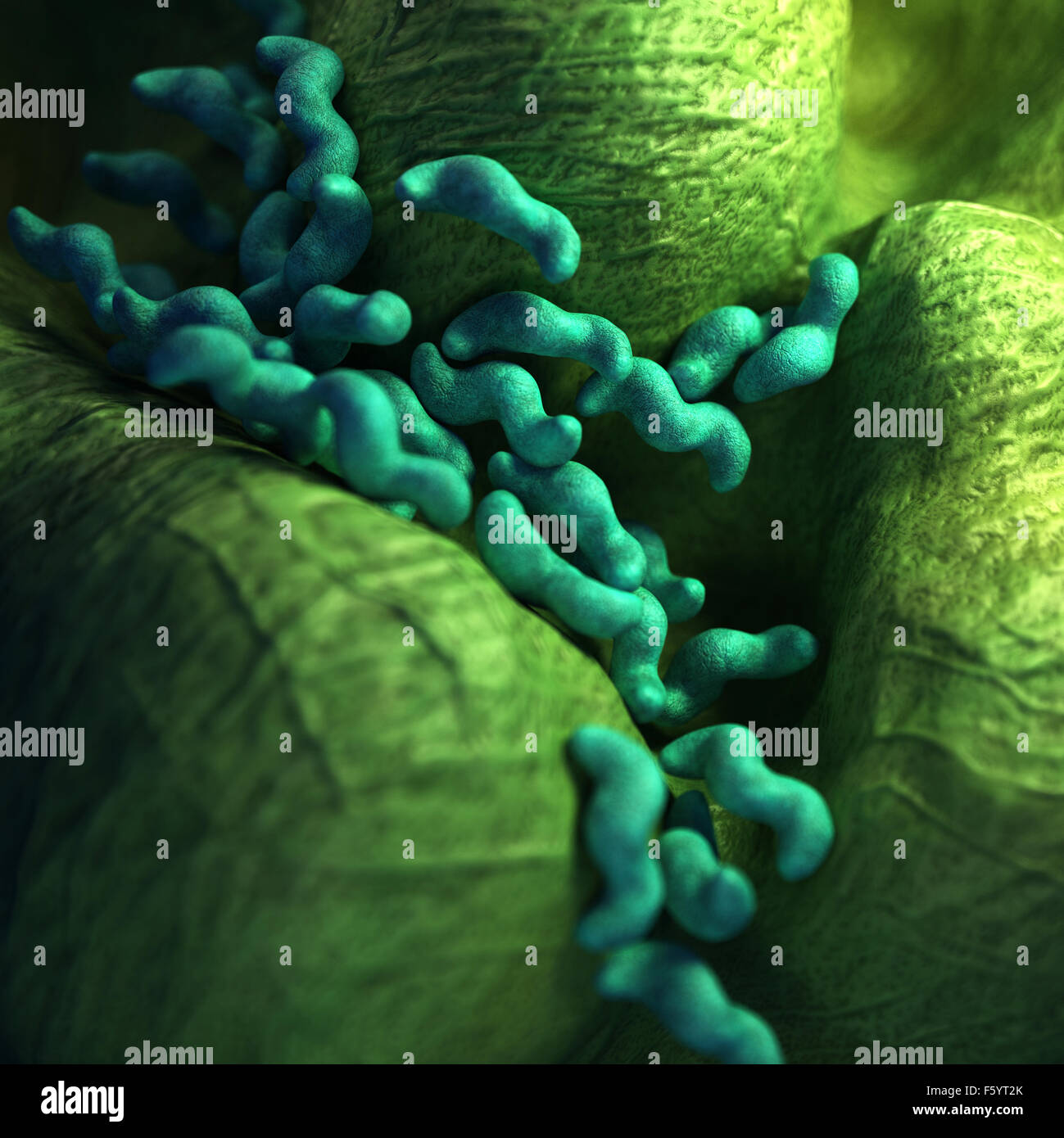 Bacteria campylobacter hi-res stock photography and images - Alamy