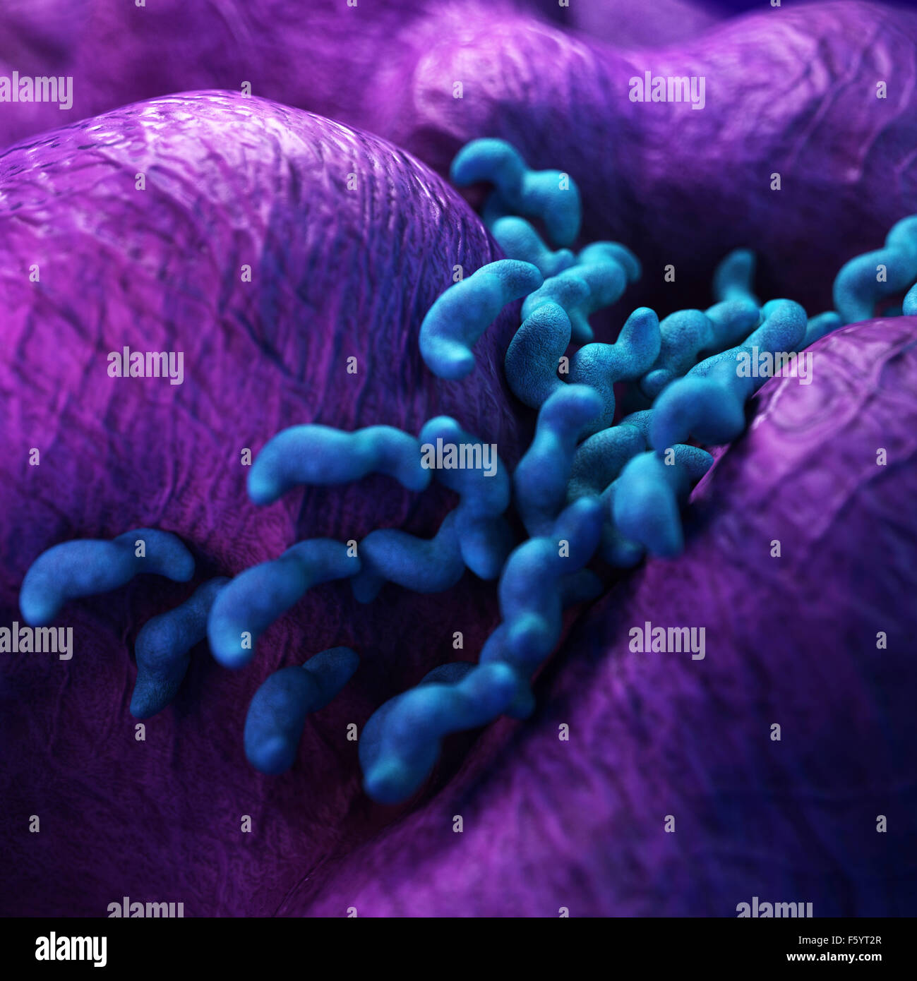 medical bacteria illustration of the campylobacter Stock Photo - Alamy