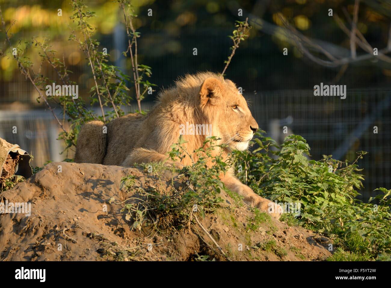 Young east african lion Stock Photo - Alamy