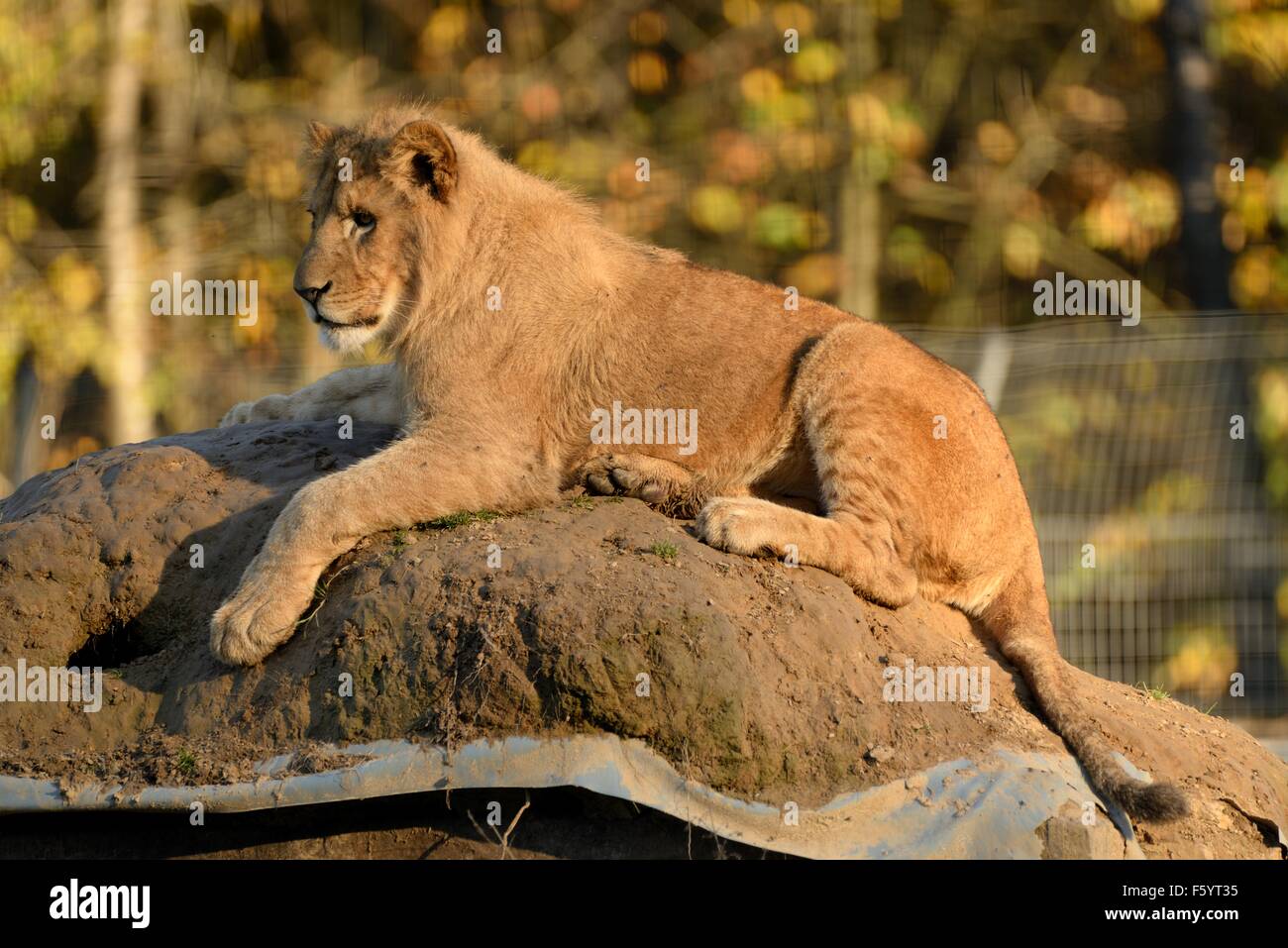 East african lion hi-res stock photography and images - Alamy