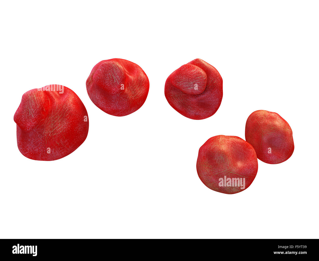 Chlamydia bacteria hi-res stock photography and images - Alamy