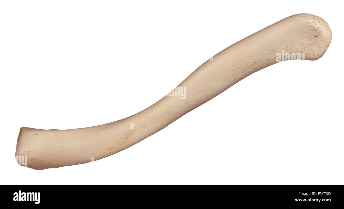 Clavicle hi-res stock photography and images - Alamy